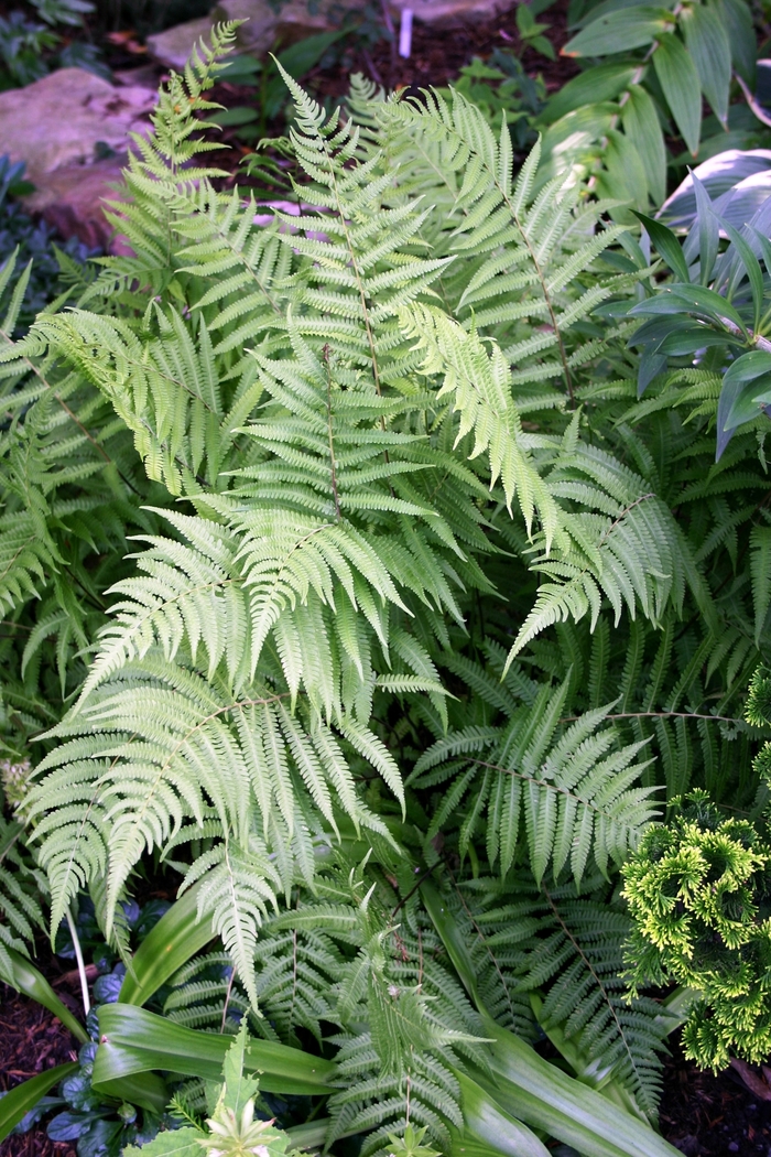 River Fern | 93 Nursery